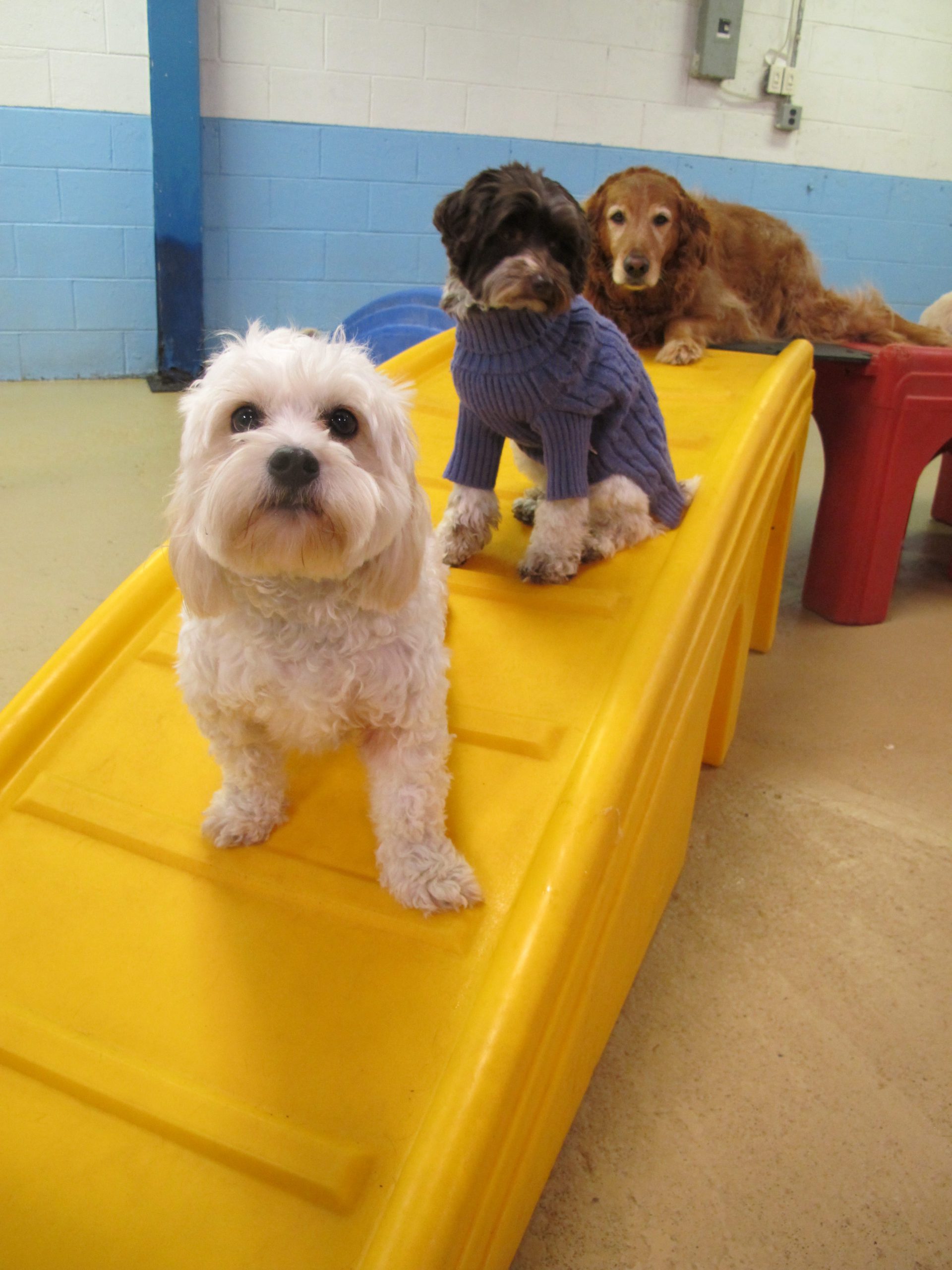 Dog Boarding | Cubby's Canine Castle | Blue Bell, PA