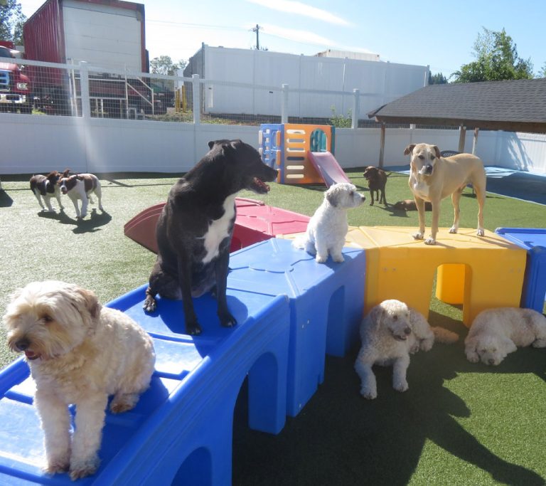 Photo Gallery | Cubby's Canine Castle | Blue Bell, PA