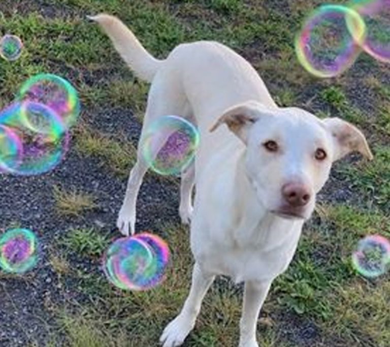 Photo Gallery | Cubby's Canine Castle | Blue Bell, PA