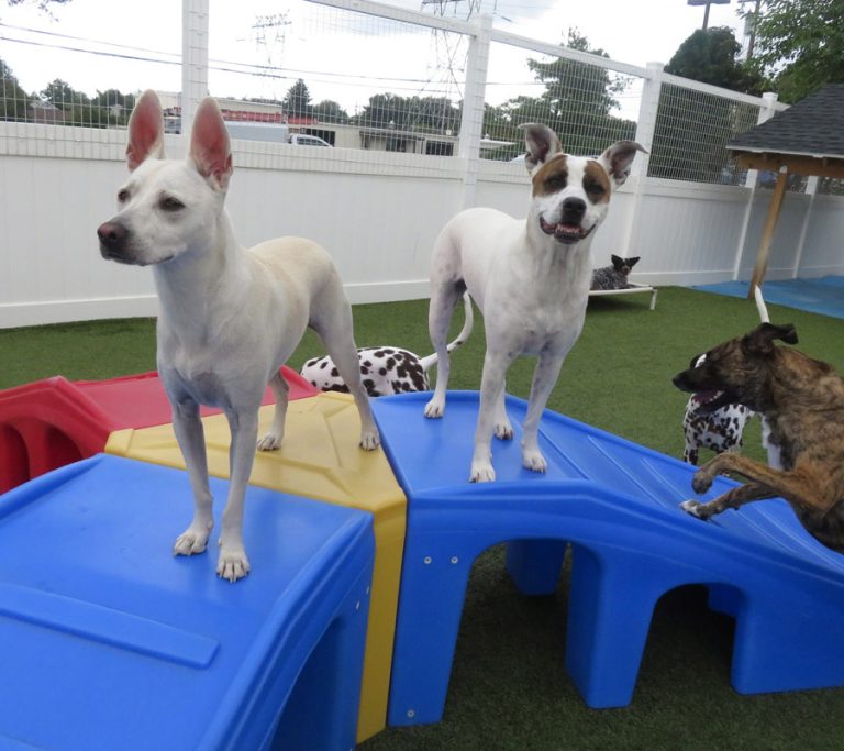 Photo Gallery | Cubby's Canine Castle | Blue Bell, PA