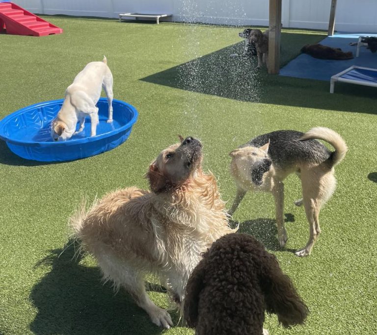 Photo Gallery | Cubby's Canine Castle | Blue Bell, PA