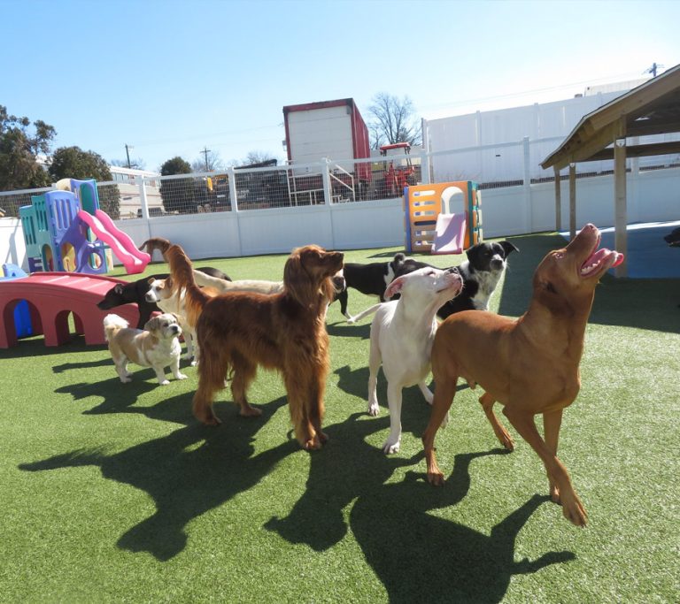 Photo Gallery | Cubby's Canine Castle | Blue Bell, PA