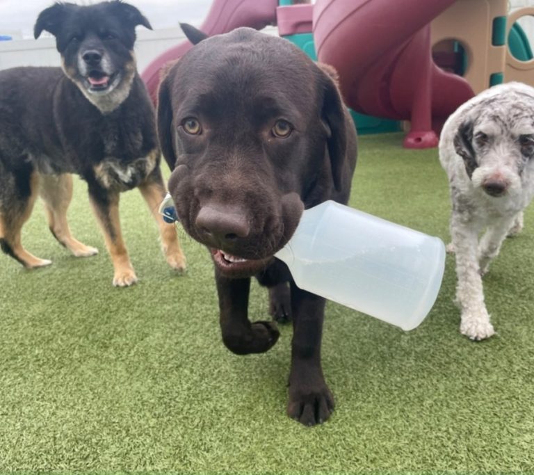 Photo Gallery | Cubby's Canine Castle | Blue Bell, PA