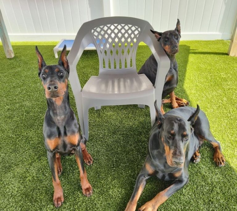Photo Gallery | Cubby's Canine Castle | Blue Bell, PA