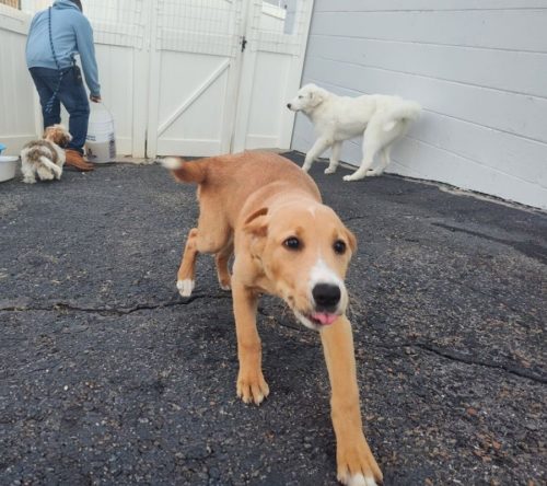 Photo Gallery | Cubby's Canine Castle | Blue Bell, PA