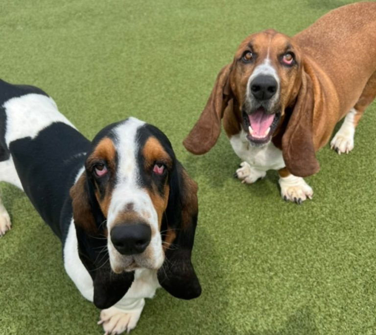 Photo Gallery | Cubby's Canine Castle | Blue Bell, PA