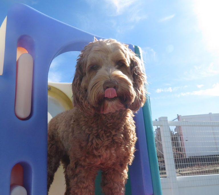 Photo Gallery | Cubby's Canine Castle | Blue Bell, PA