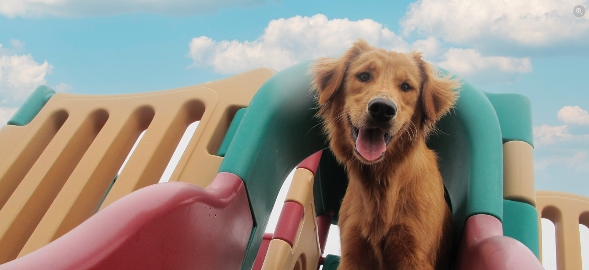 Dog Daycare & Boarding | Blue Bell, PA | Cubby's Canine Castle